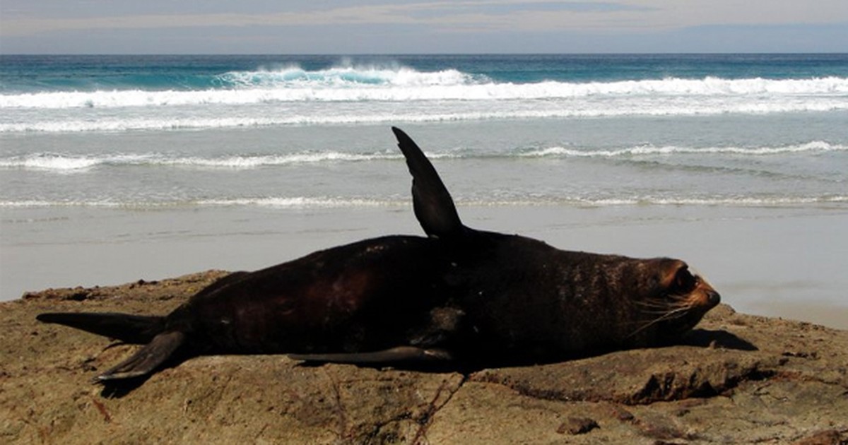 Natureza - Pesquisa explica como foca pode dormir com metade do cérebro