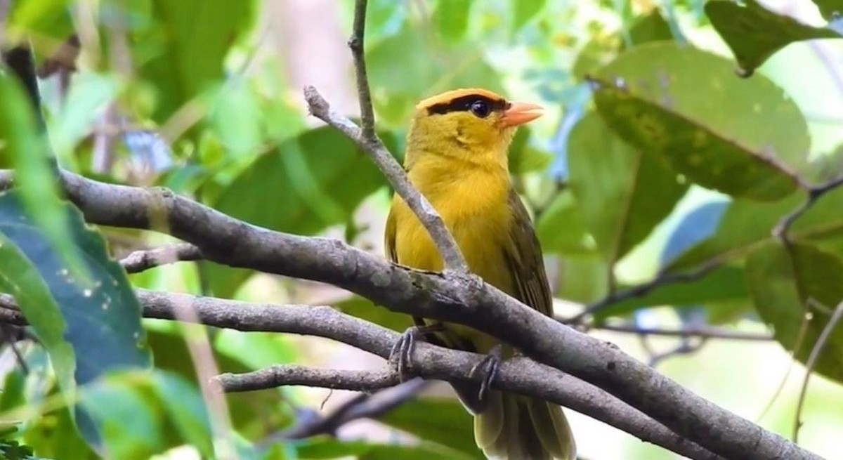 Conheça a 'Sol': ave amarelo-ouro que canta sempre ao meio-dia | Terra ...
