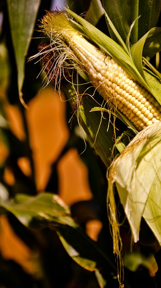 Milho: o grão que alimenta a economia | Agronegócios | G1