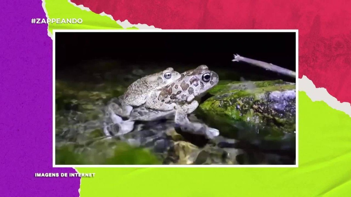 'Zappeando' conheceu tudo sobre os sapos da Amazônia | Zappeando | Rede ...