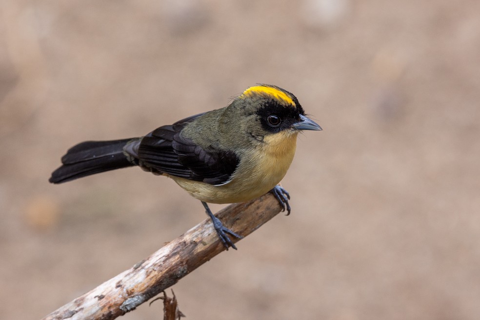 Analista de sistemas aposta na fotografia de aves como um resgate dos ...