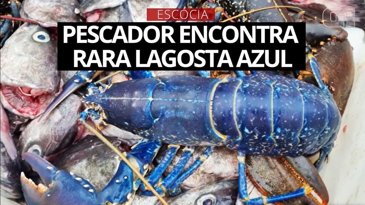 Pescador encontra rara lagosta azul no litoral da Escócia; veja as ...
