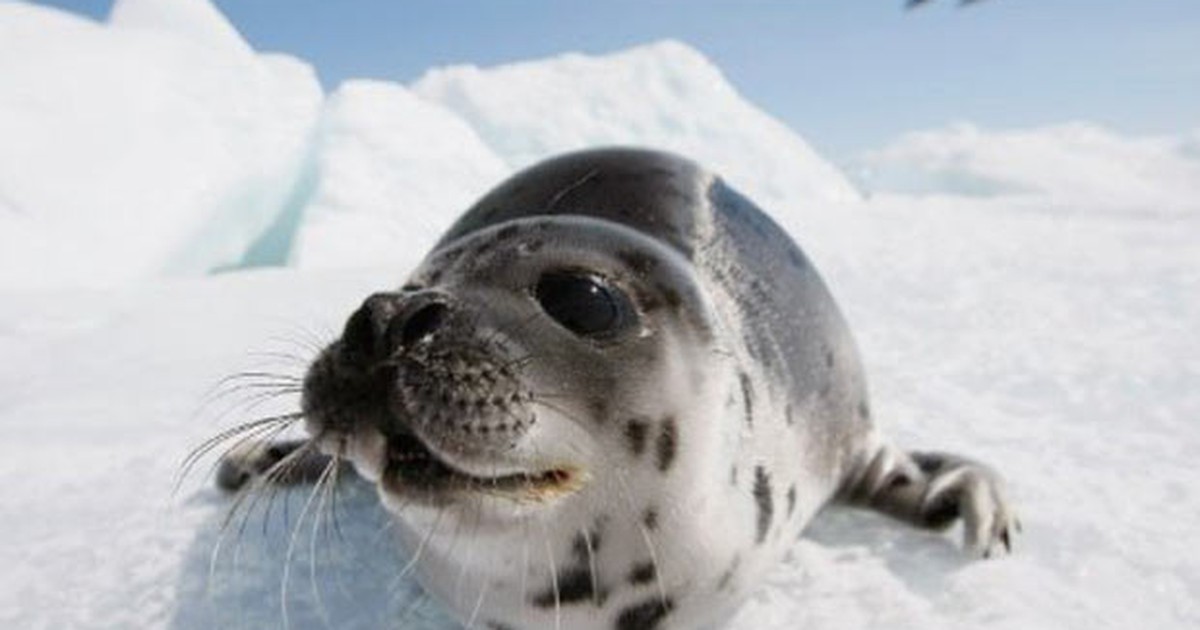 Natureza - Degelo no Hemisfério Norte ameaça população de focas, diz estudo