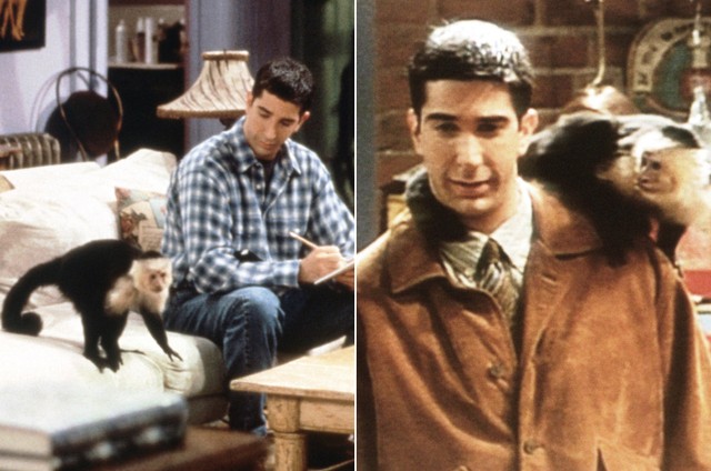 Saiba por onde anda Marcel, o macaquinho de 'Friends' - Patrícia Kogut ...