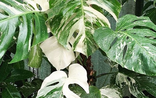 Plantas variegadas: tudo o que você precisa saber para cuidar da ...