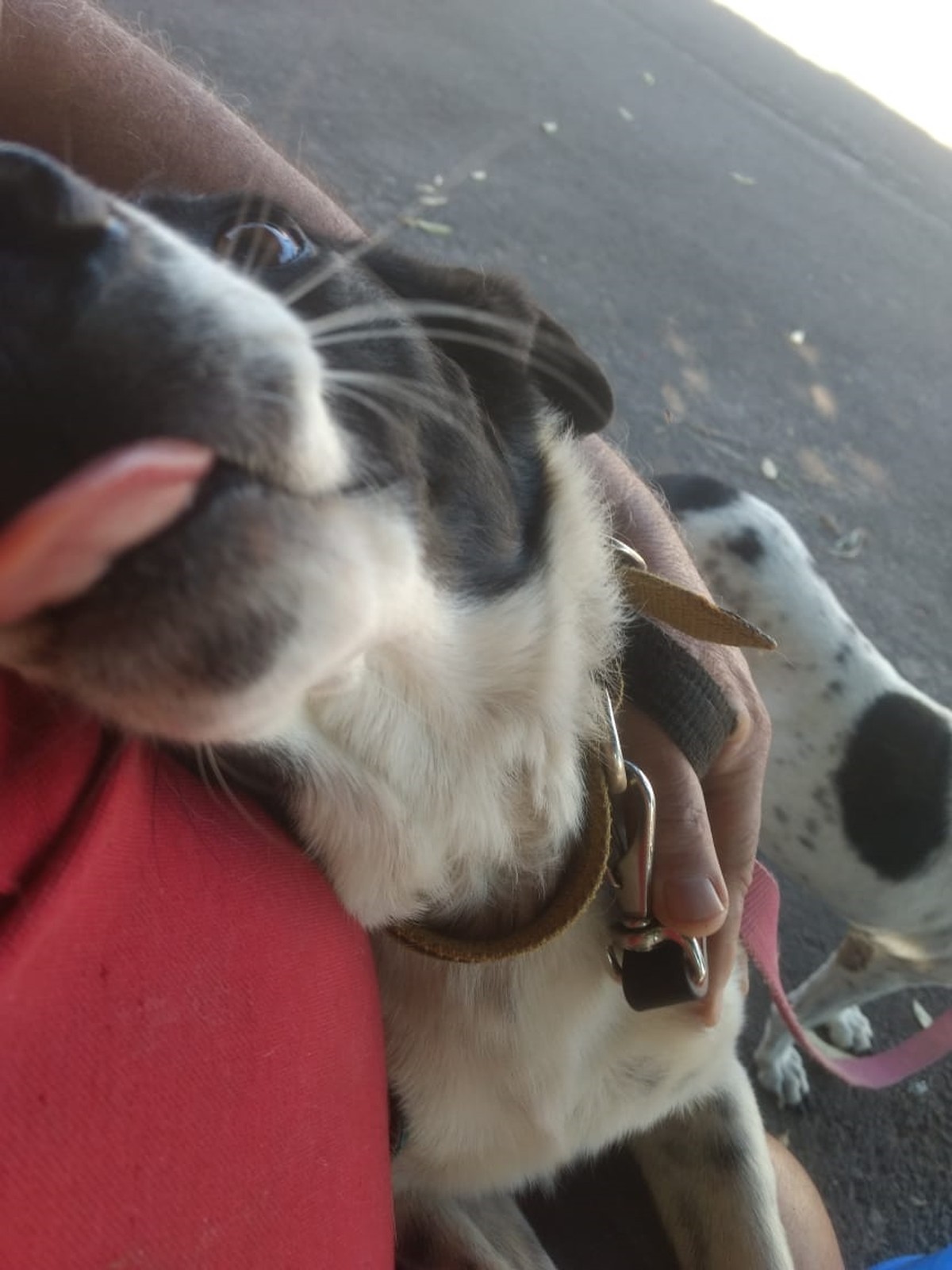 Voluntários promovem desfile de pets e drive-thru solidário para ajudar ...
