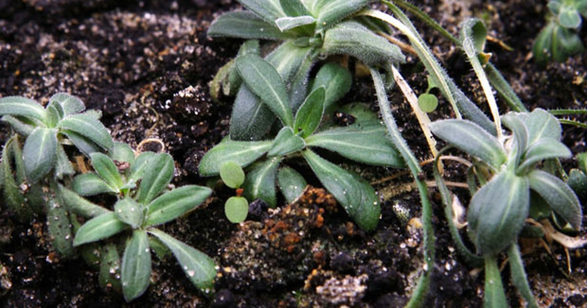 Natureza - Cientistas cultivam planta a partir de sementes de 30 mil anos