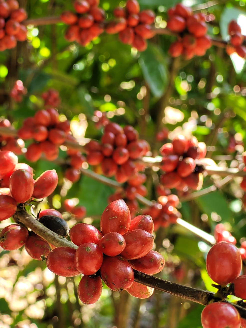 Peabirus: Confira curiosidades sobre o café, uma das bebidas mais ...