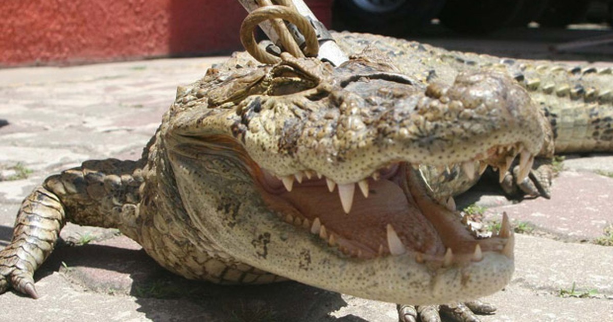 G1 - Jacaré de 1,5 m é capturado dentro de sítio na Zona Oeste do Rio ...
