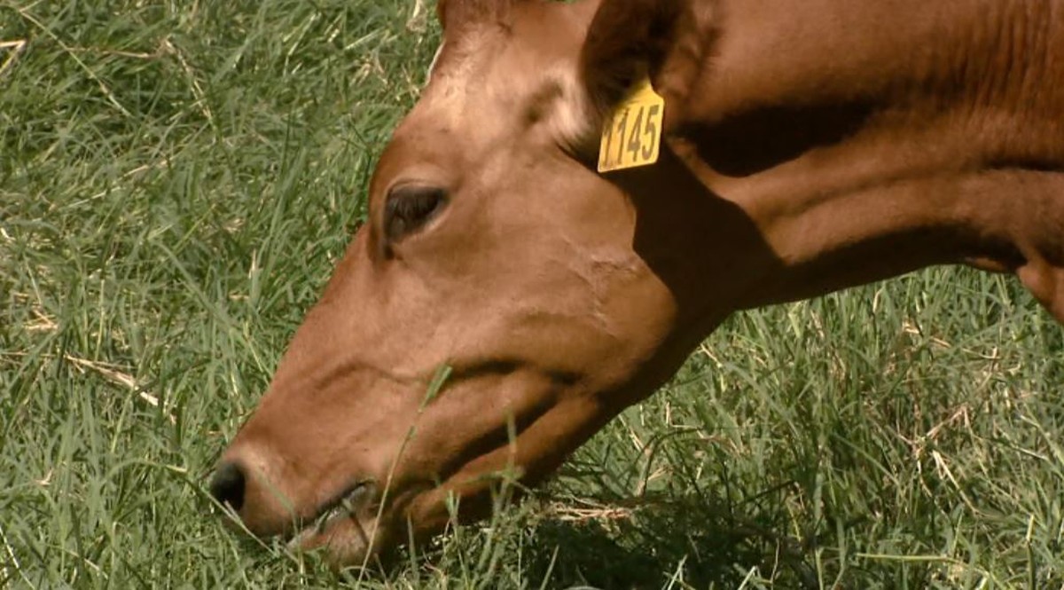 Arroba de vaca gorda custa, em média, R$ 101 em Rondônia, segundo ...