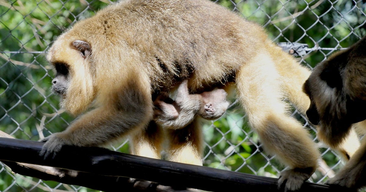 G1 - Filhote de bugio-preto nasce em zoológico na Serra do RS ...