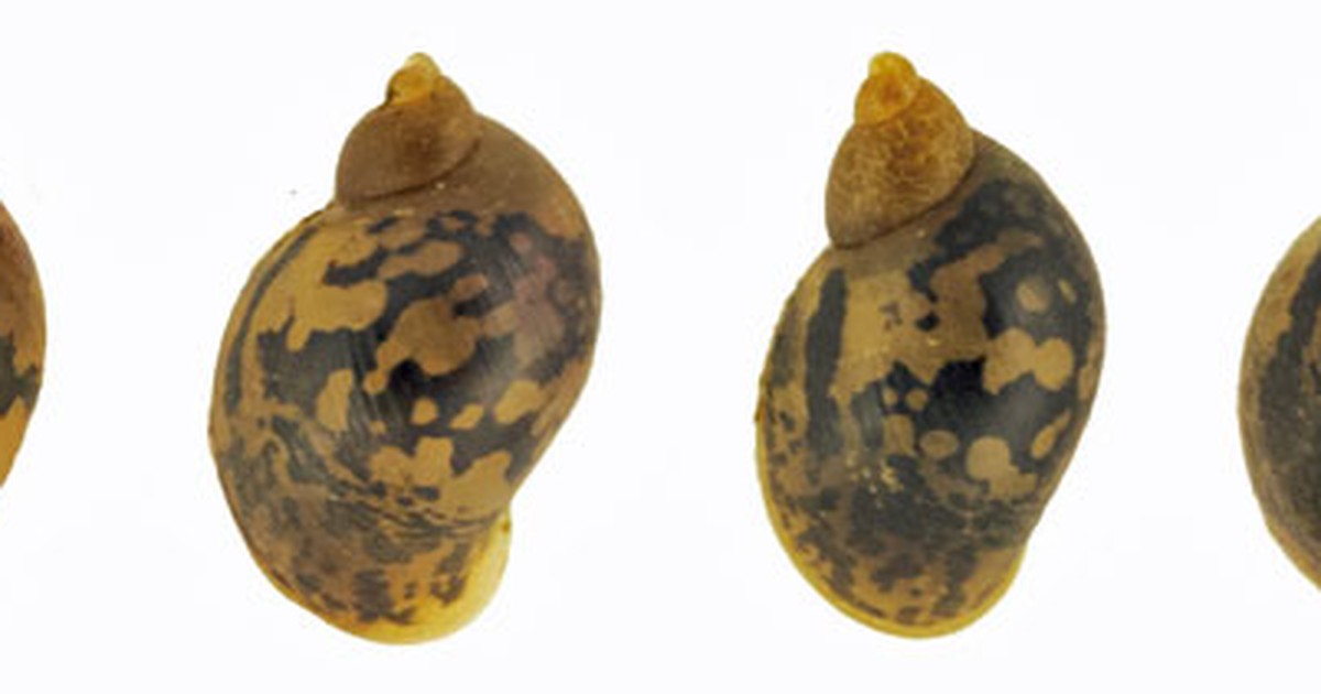 Natureza - Espécie de caracol muda de cor para se proteger do sol e de ...