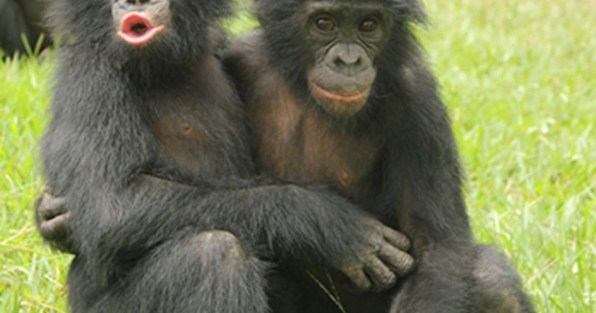 Natureza - Macacos criados pelas mães têm mais habilidades sociais que ...