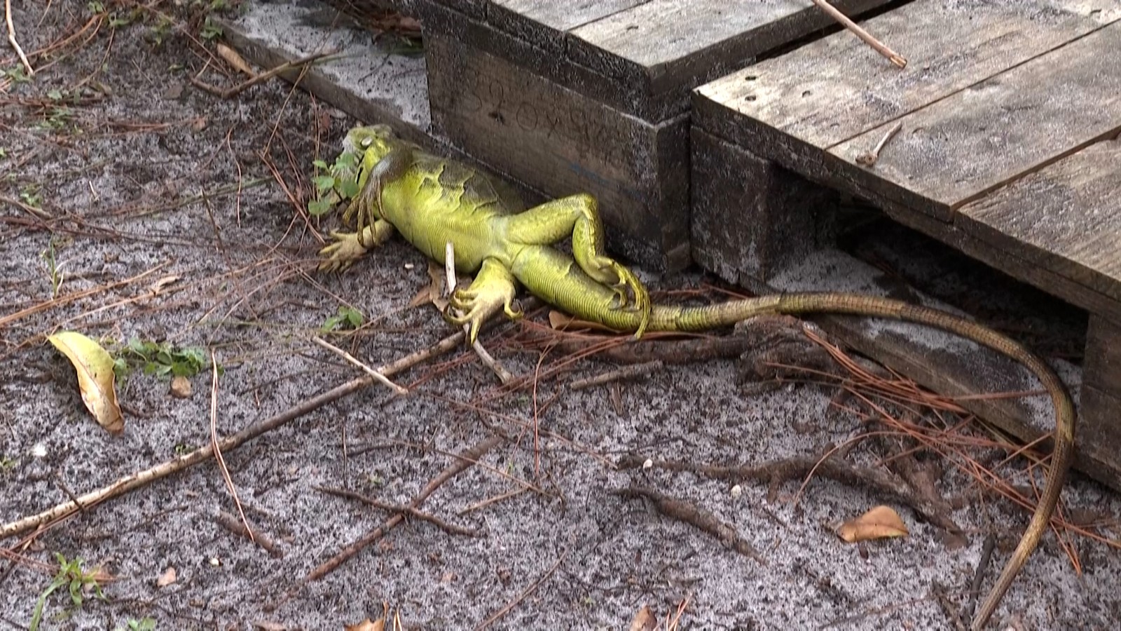 'Chuva de iguanas': animais congelados caem de árvores nos Estados Unidos; vídeo | Época | O Globo