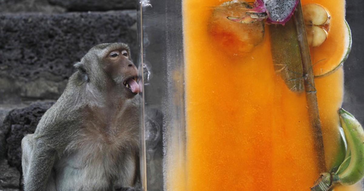 Natureza - Macacos comem frutas e brincam com turistas em festival na ...