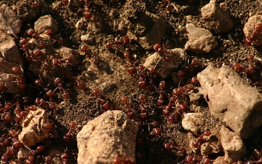 Colônias de formigas têm memórias coletivas que duram décadas - Revista ...