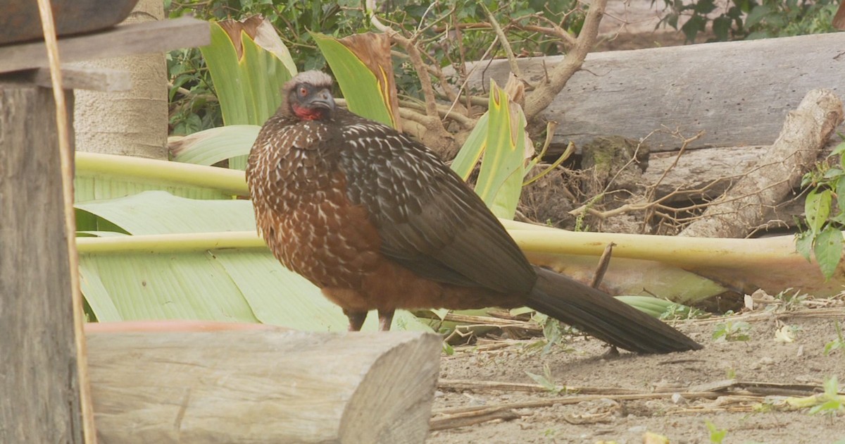 G1 - Jacu-de-barriga-castanha - notícias em Fauna