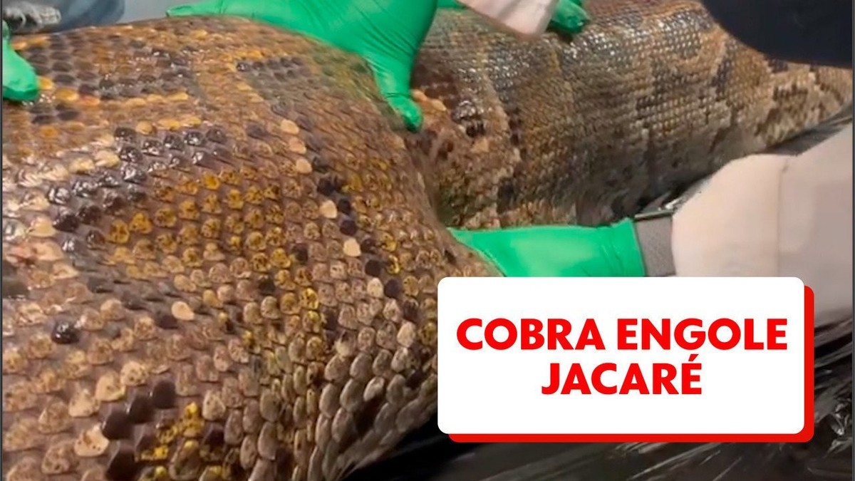 Cientistas encontram um jacaré inteiro dentro de uma cobra de espécie ...