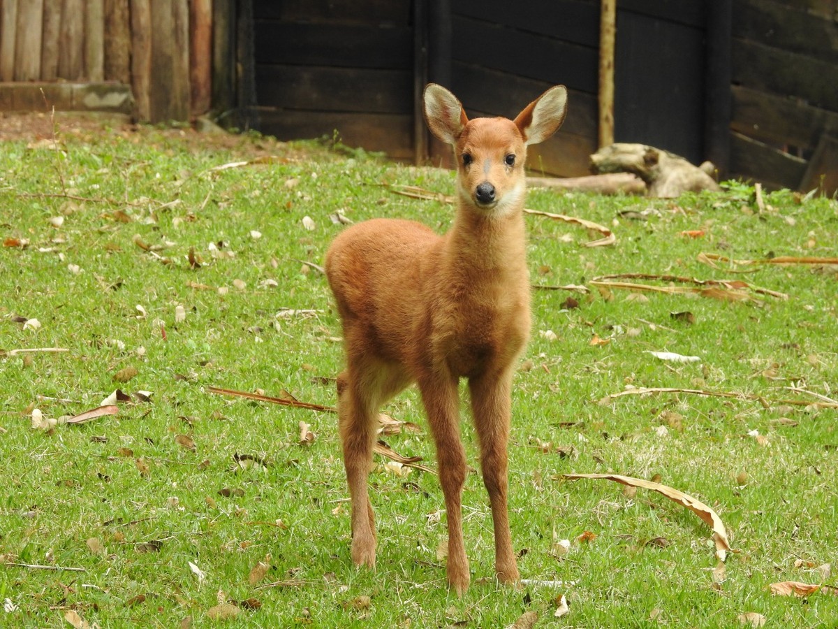 Zooparque de Itatiba registra nascimento de filhote de cervo-do ...