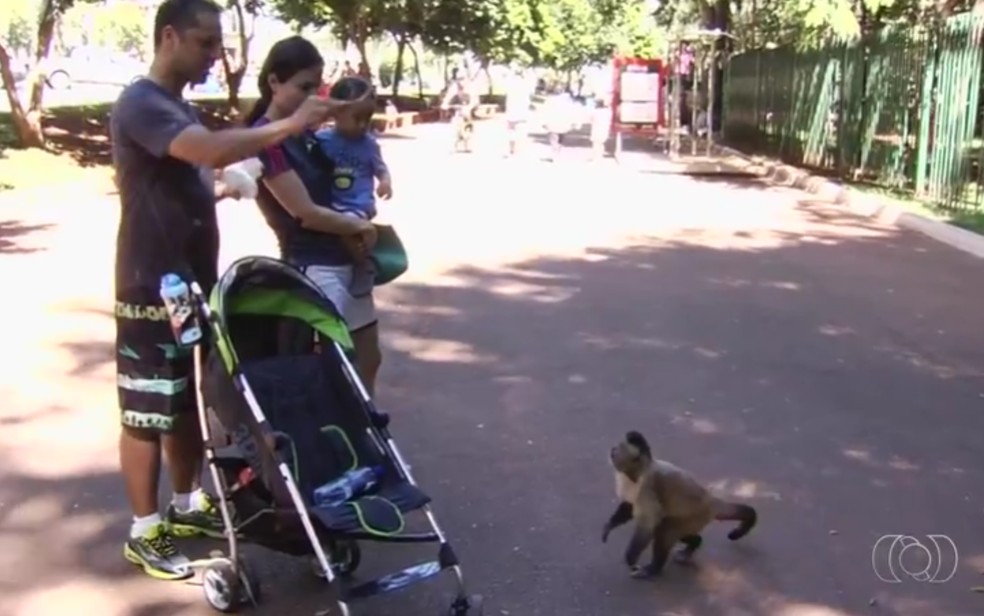 Após morte de macacos em busca de comida, Amma vai fiscalizar os ...