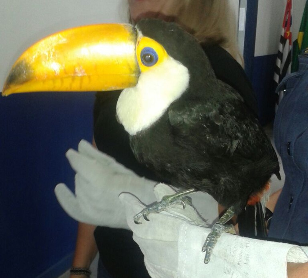 Filhote de tucano é resgatado por guardas municipais na área central de ...