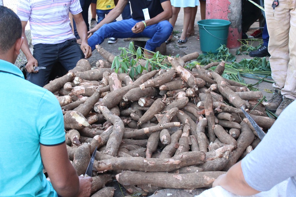 Maior produção do Amapá, colheita de mandioca caiu 36% e derrubou safra ...