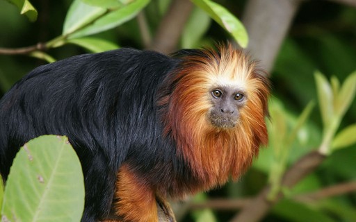 Micos-leões surgem no município do Rio pela primeira vez em um século ...
