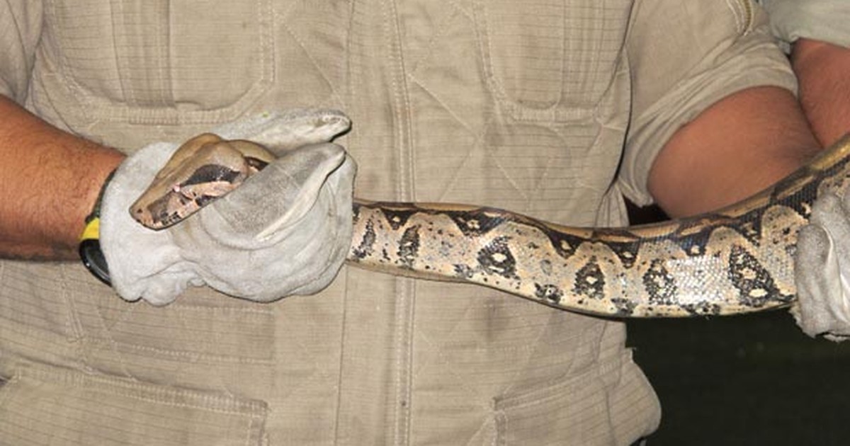 G1 - Cobra achada no Rio leva público a parque mesmo sem ter exposição ...