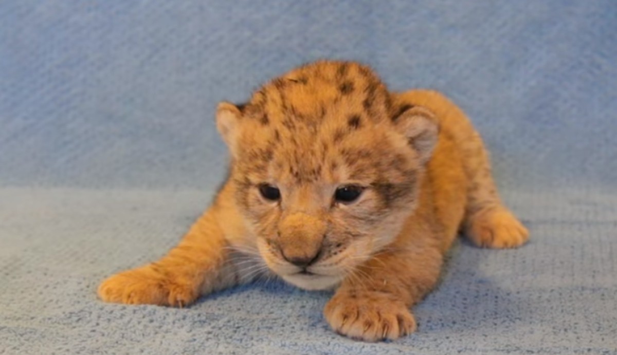 Simba da vida real: filhote serviu de modelo para o novo 'Rei Leão ...