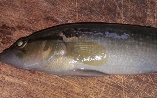 GR Responde: conheça o peixe jacundá - Revista Globo Rural | GR Responde