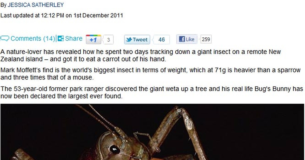 Natureza - Aventureiro encontra grilo gigante em ilha da Nova Zelândia