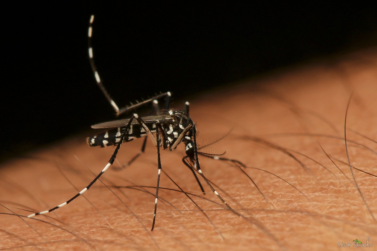 Borrachudos, mutucas e pernilongos: qual a diferença entre os mosquitos ...