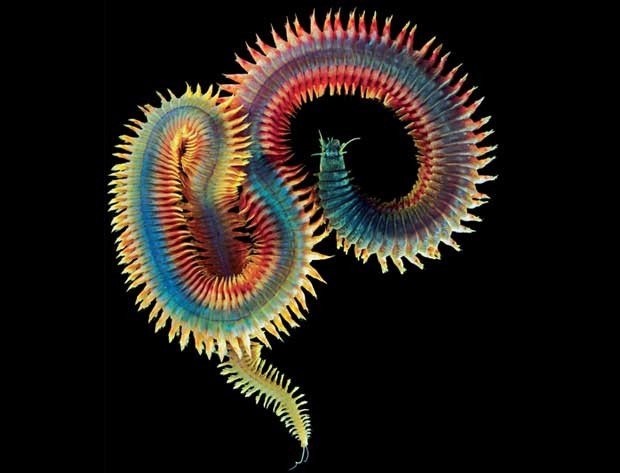 G1 - Livro mostra retratos de animais 'esquecidos' - notícias em Mundo