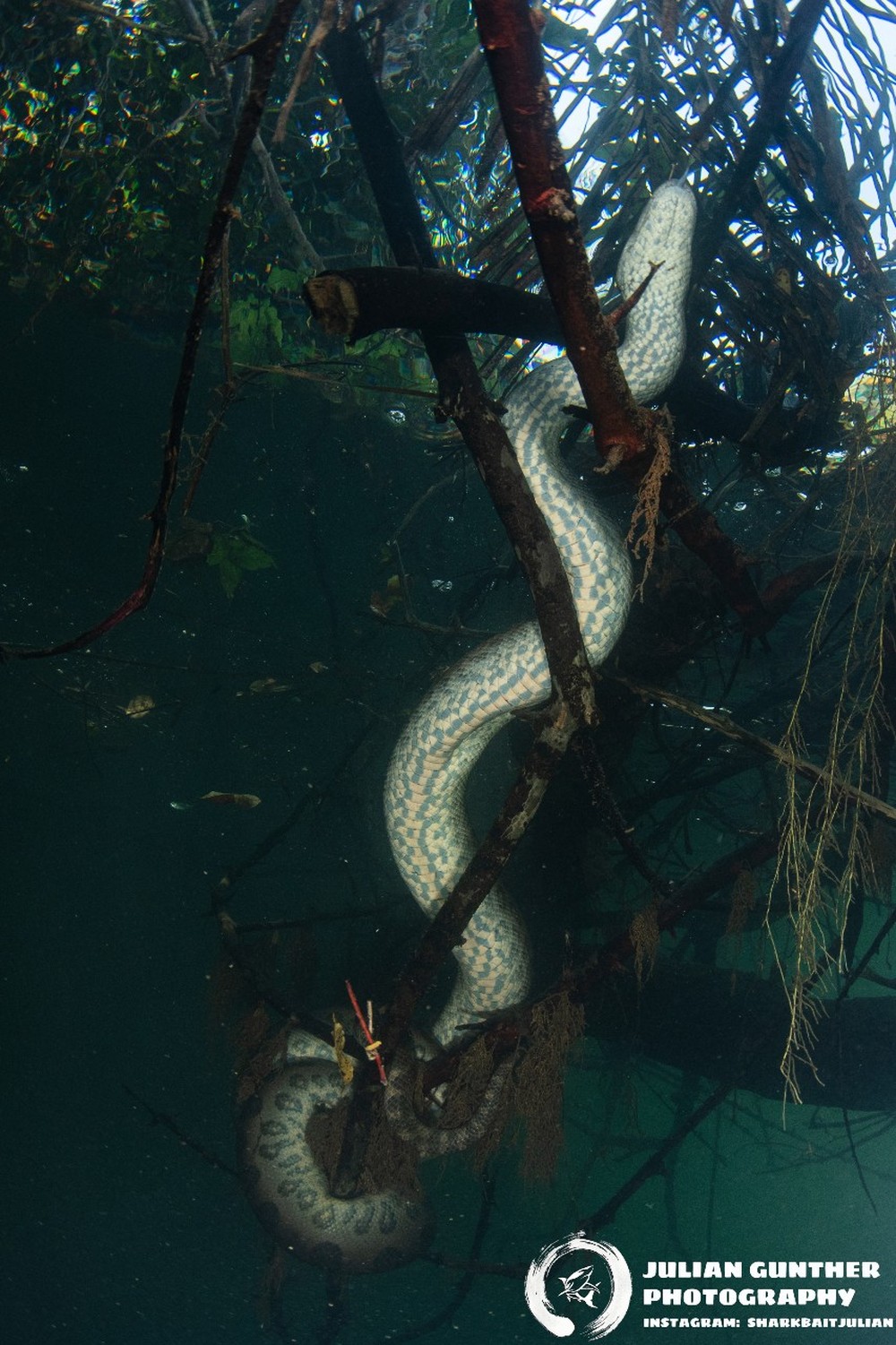 Fotógrafo registra maior espécie de sucuri do Brasil ‘relaxando ...