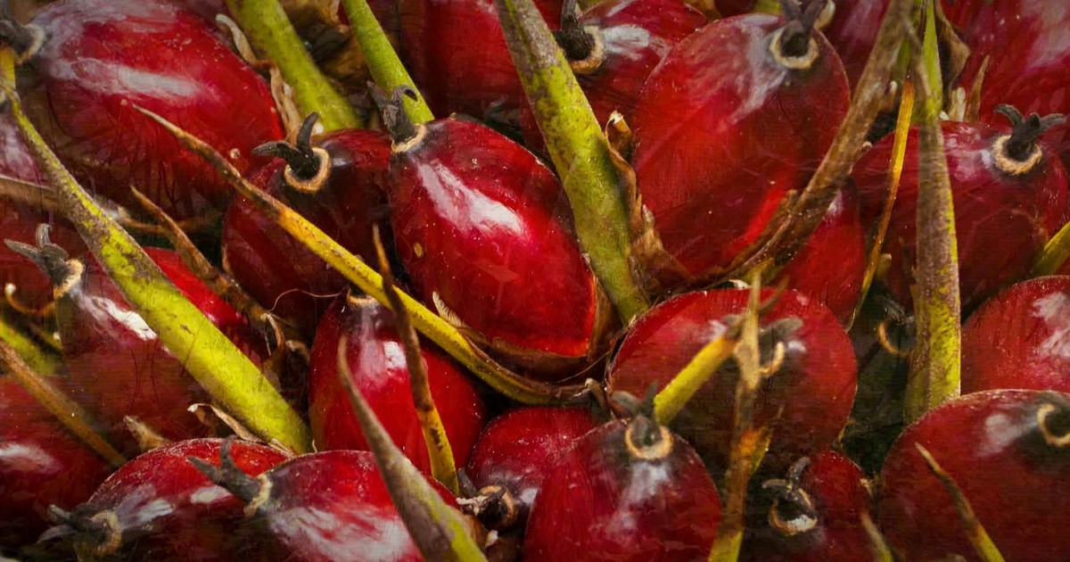 G1 - Principais plantações de dendê estão no Pará - notícias em Agro a ...