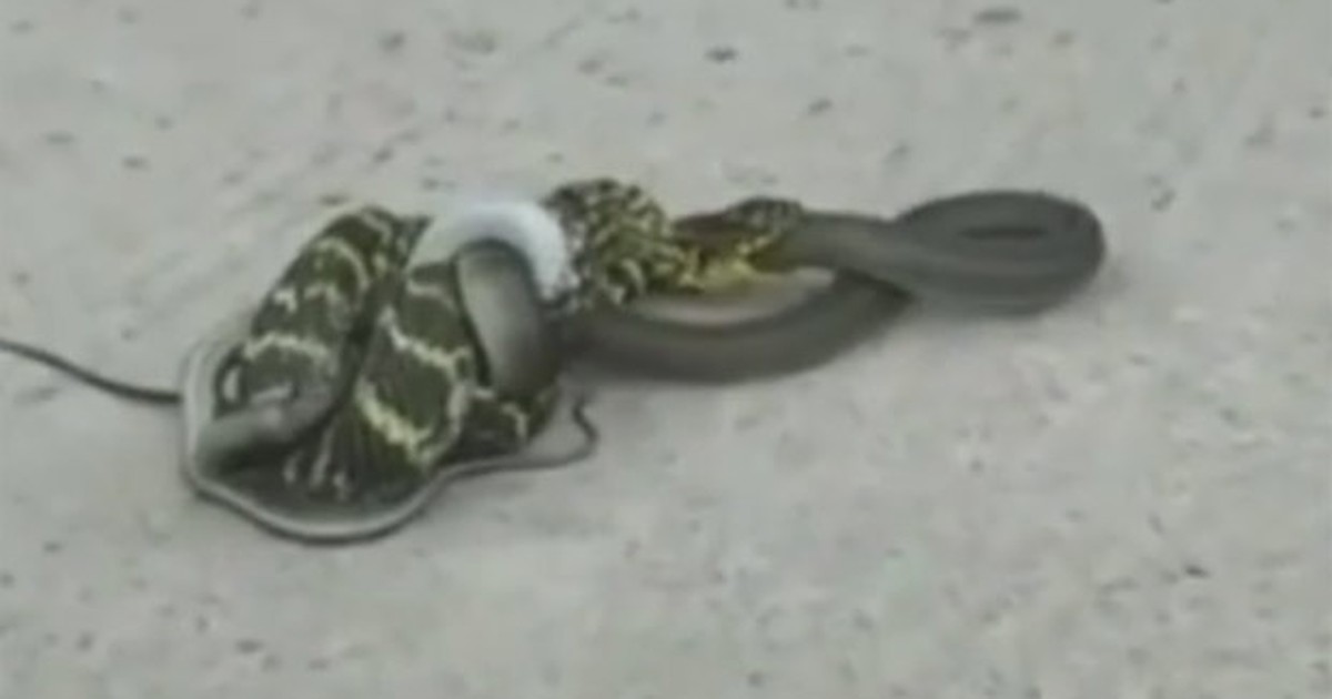 G1 - Vídeo incrível mostra cobra devorando outra serpente na China ...
