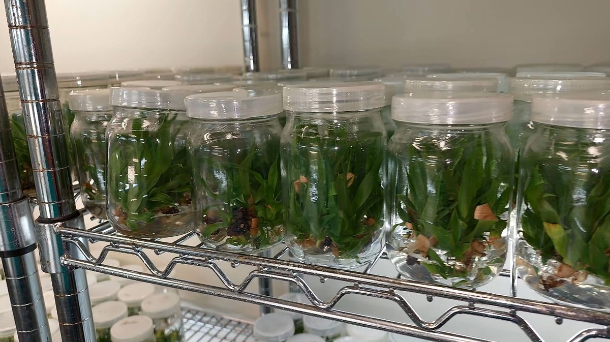 Projeto multiplica plantas para reflorestamento e uso industrial no AM ...