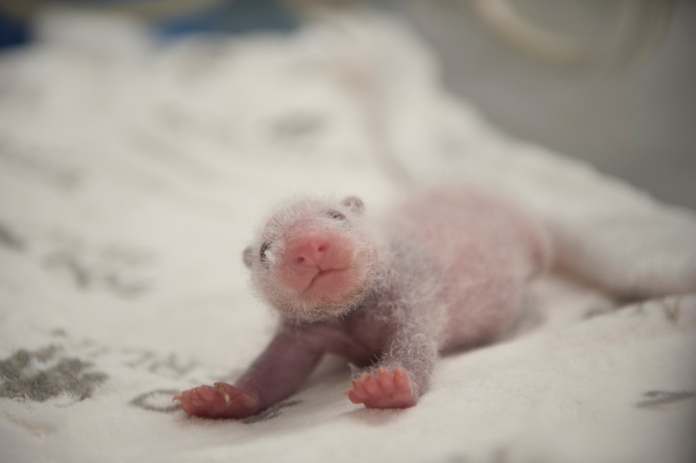 Veja como estão os filhotes de panda gigante que nasceram no zoológico ...