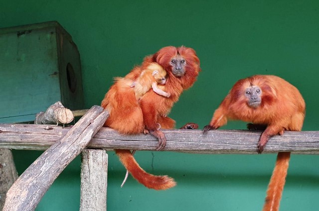 Fato raro: nascem micos trigêmeos no Centro de Primatologia de ...