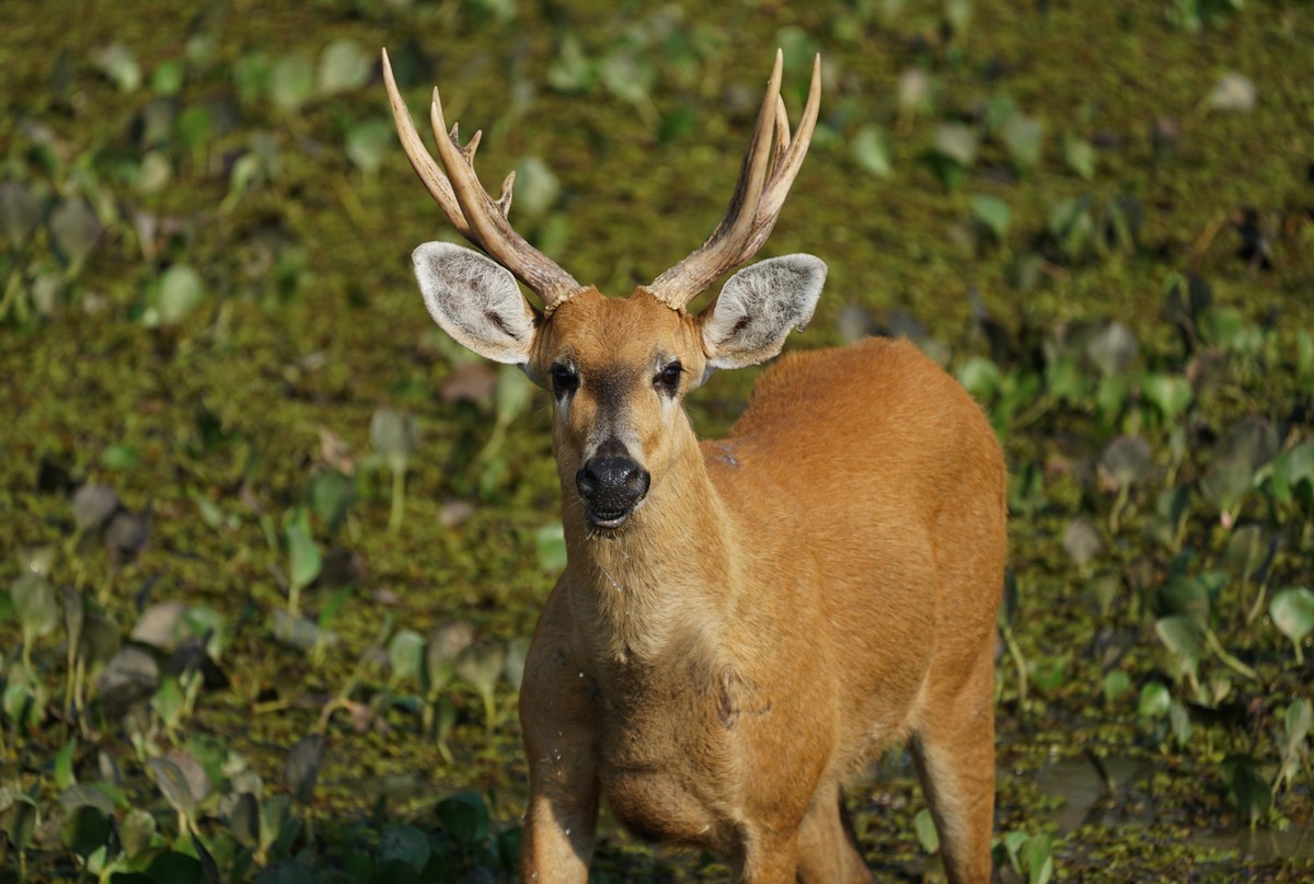 Cervos podem morrer de 'susto'; entenda | Terra da Gente | G1
