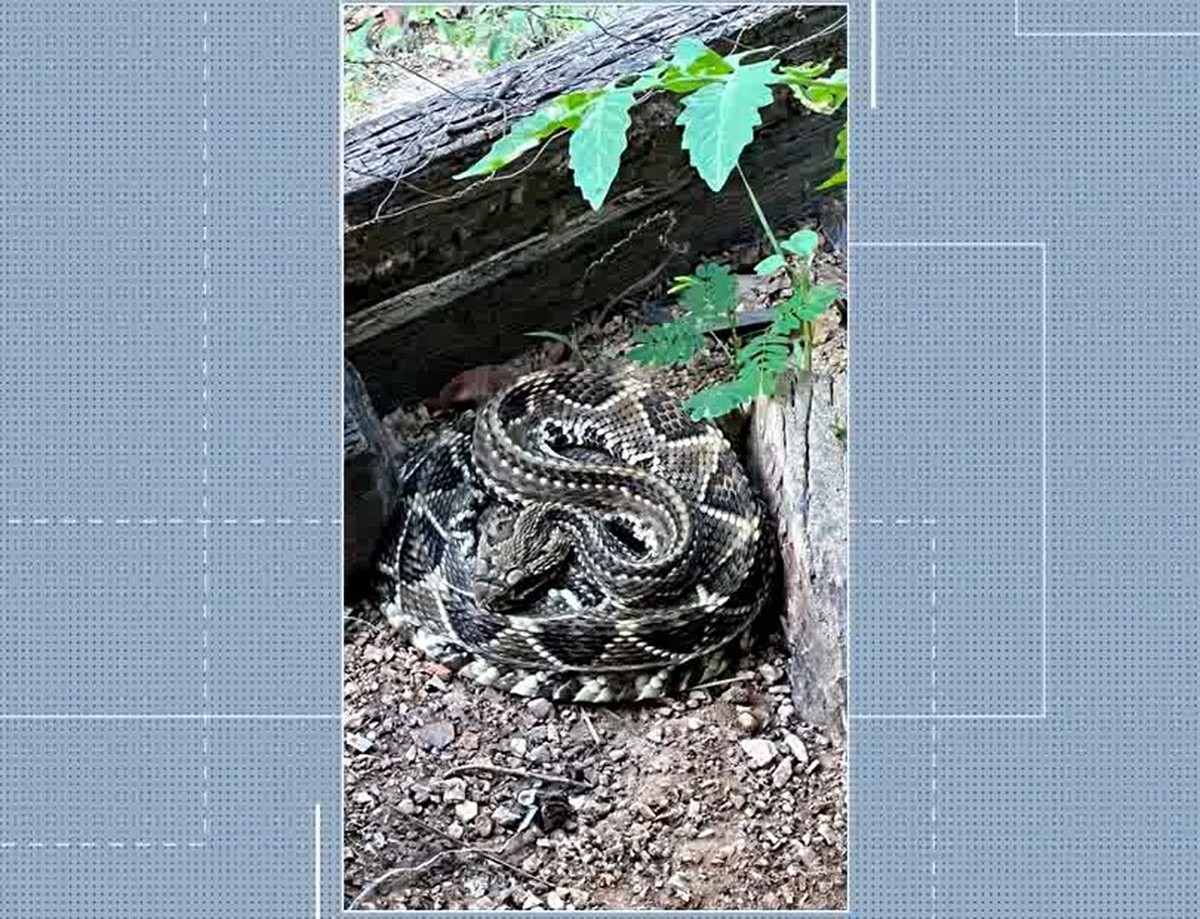 Cobra cascavel de um metro e meio é capturada em quintal de casa em ...