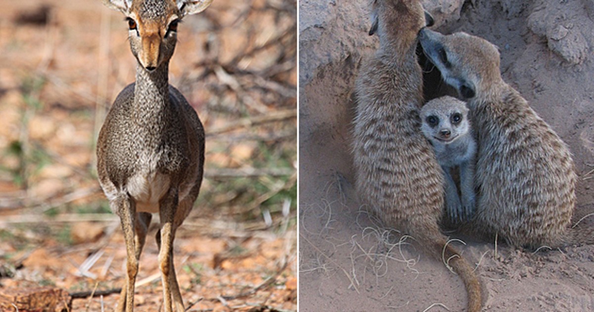 Natureza - Monogamia de mamíferos serve para evitar mortes de filhotes ...