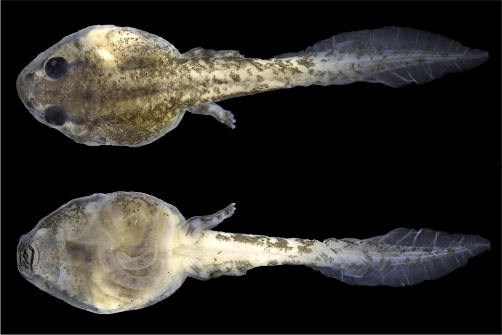 Vocalização diferente ajuda pesquisadores a descobrir nova espécie de ...