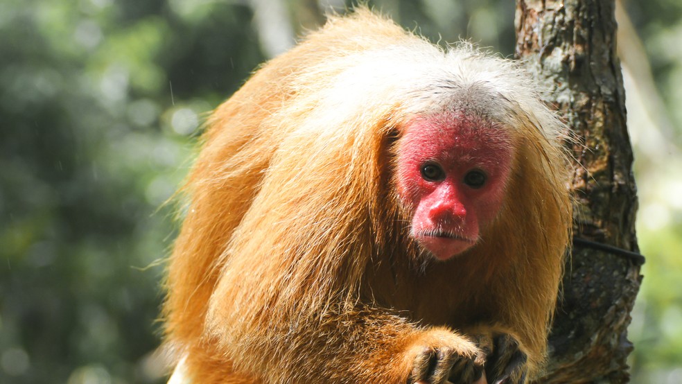 Primatas ameaçados de extinção são clicados por fotógrafo amador ...