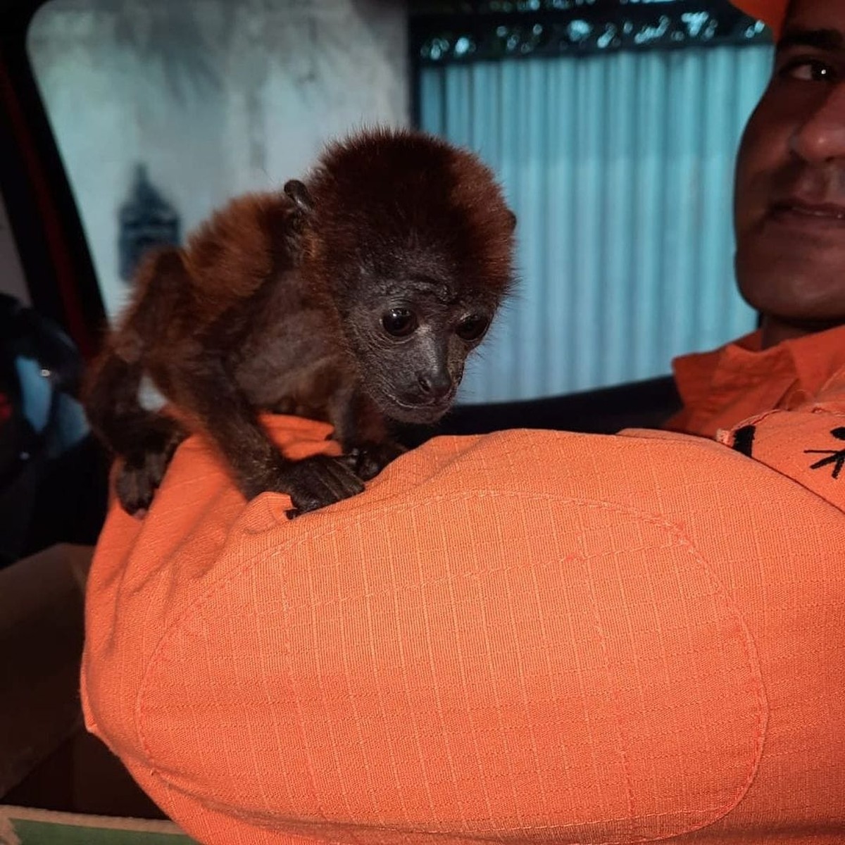 Filhote de macaco bugio é resgatado pelos bombeiros em Boa Vista ...