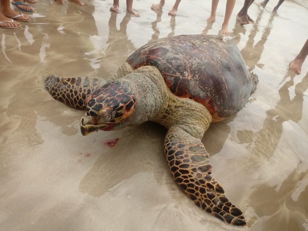 Três Tartarugas Marinhas São Achadas Mortas Em Praias Da Pb Paraíba G1