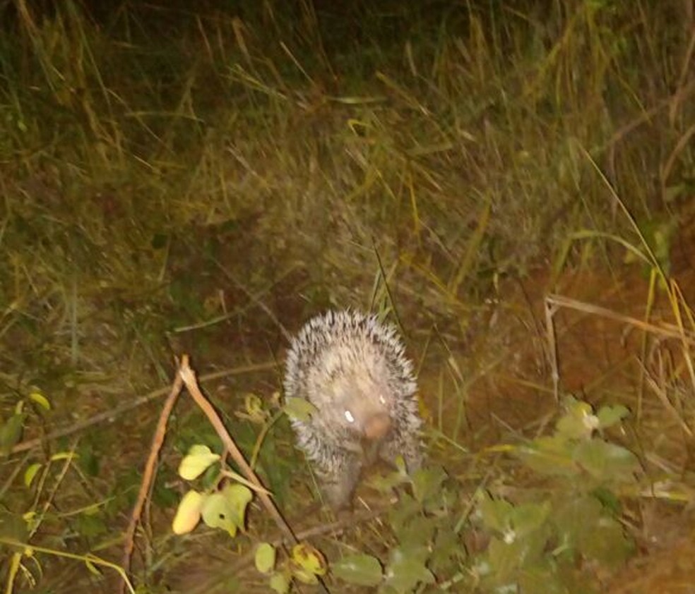 Bombeiros capturam ouriço-cacheiro em pé de seriguela em Montes Claros ...