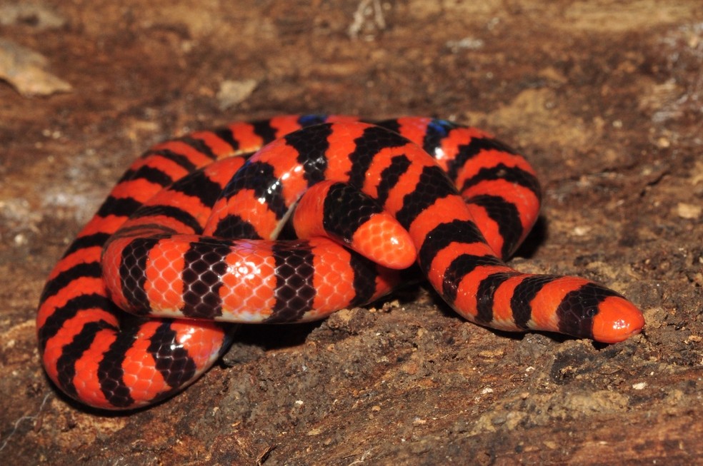 Vídeo impressionante: serpente devora cobra-de-duas-cabeças | Terra da ...