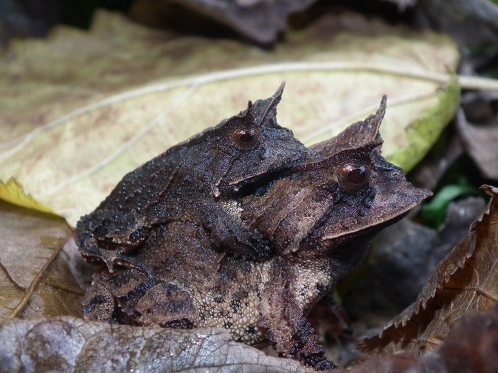 Musculosos por natureza: sapos ficam 'bombados' para facilitar ...