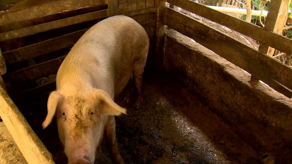 Ministério da Agricultura confirma um caso de peste suína clássica no ...